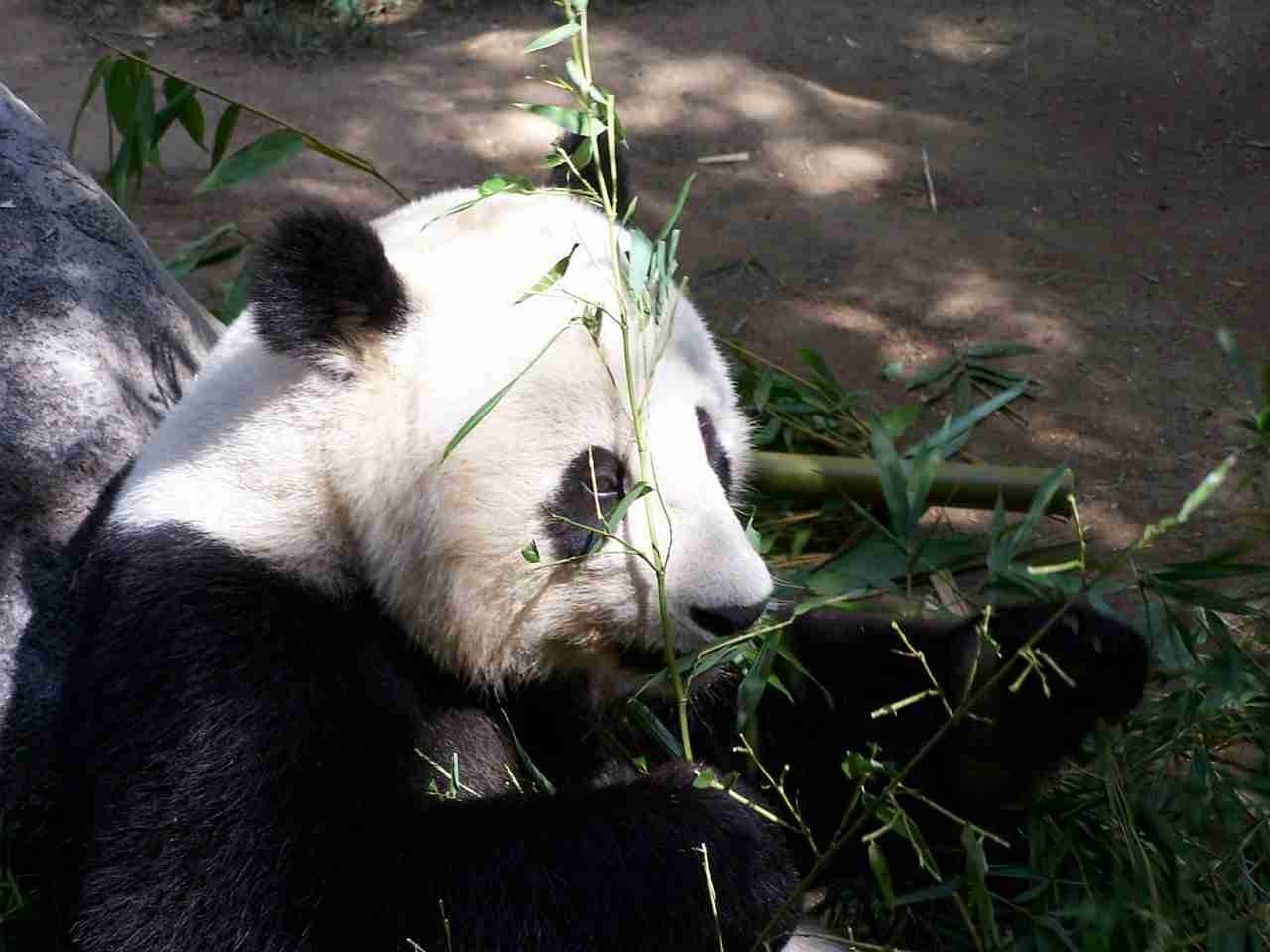 Can Giant Pandas Eat Mice? (Rats, Rodents)