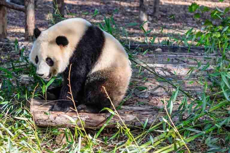Can Giant Pandas Eat Mice? (Rats, Rodents)