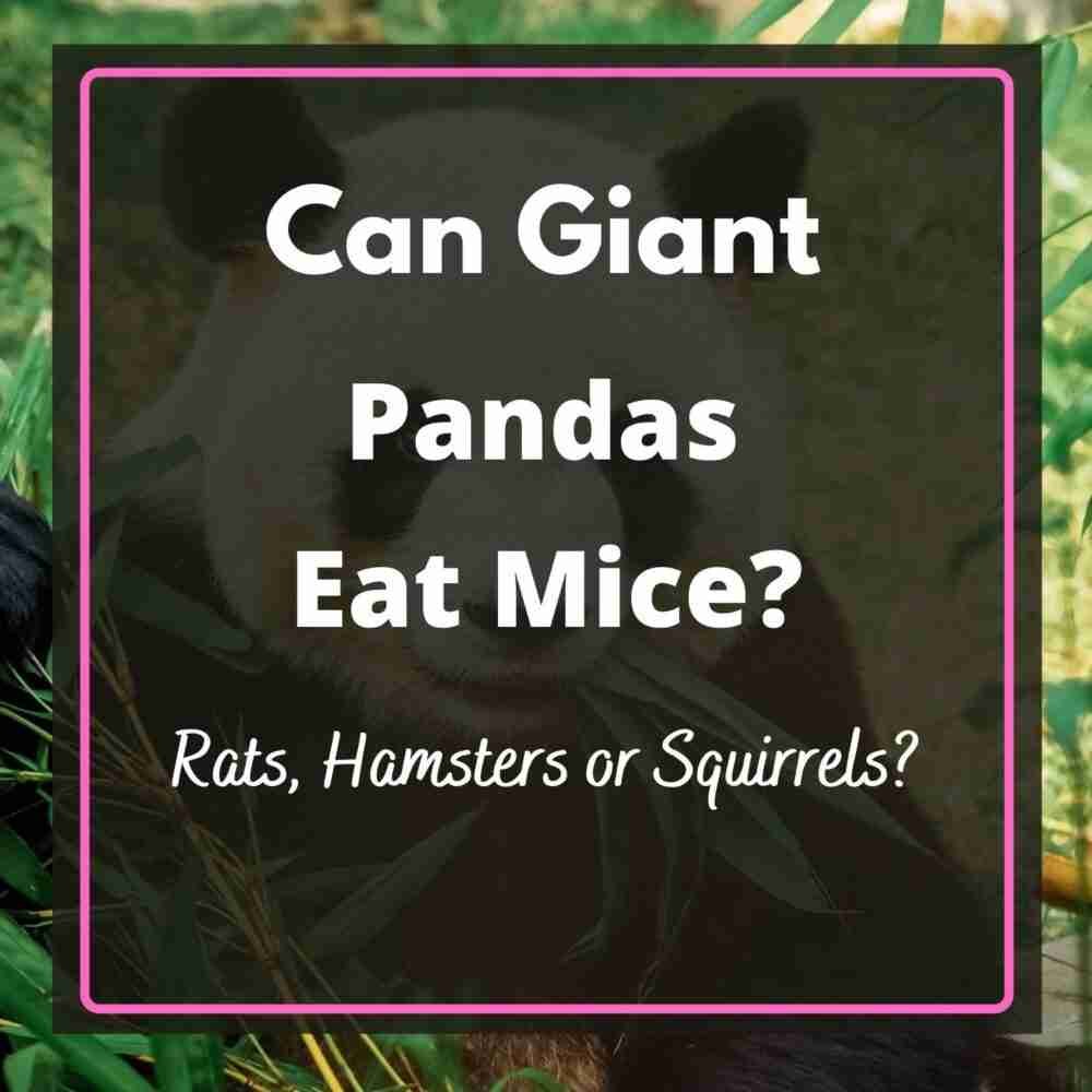 Can Giant Pandas Eat Mice? (Rats, Rodents)